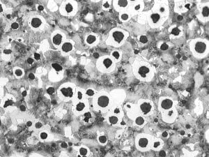 GGG50 / EN-GJS-500-7 - Dijkkamp